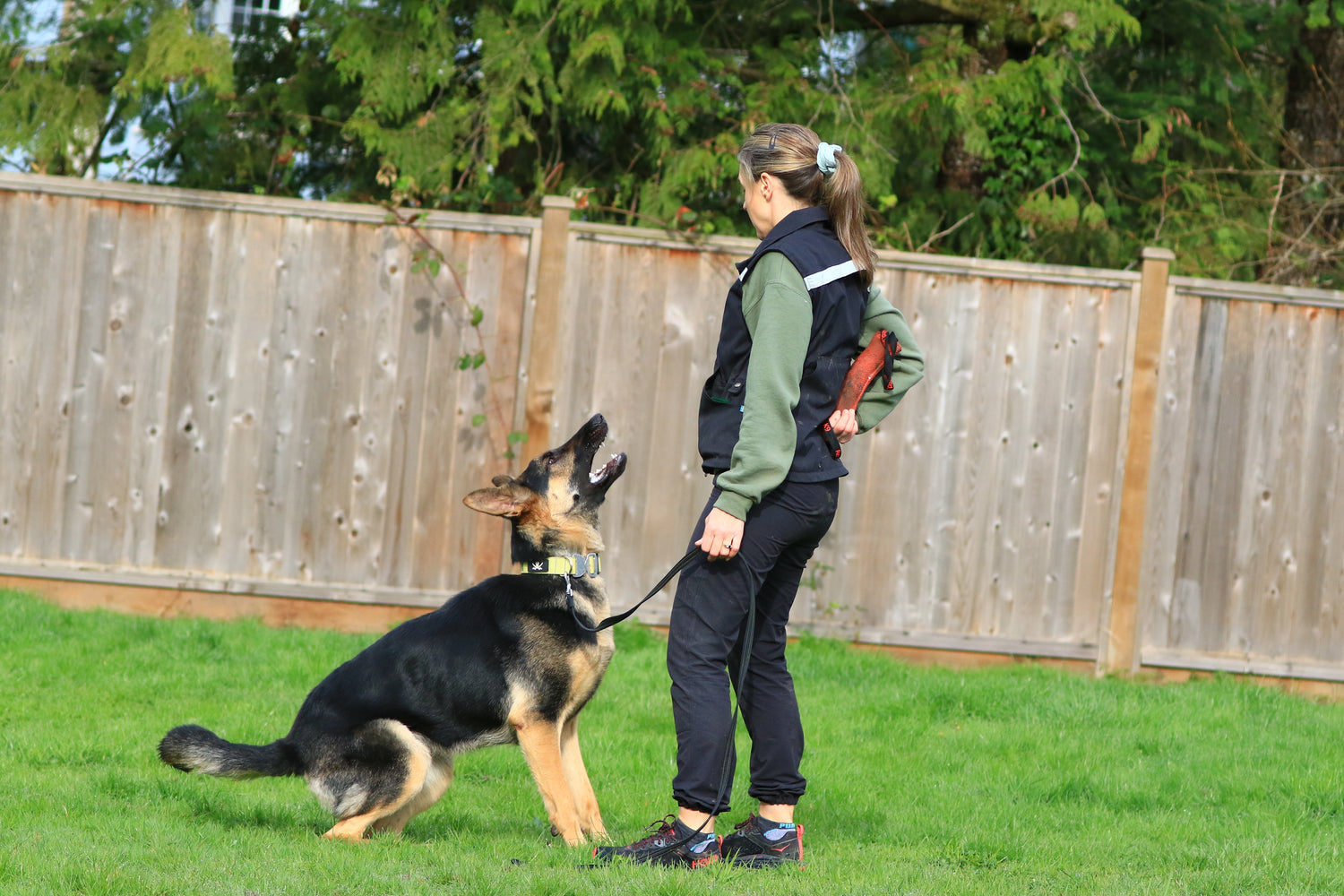Tips for Finding a Pet Dog Obedience Trainer – BC Westcoast K9 Services